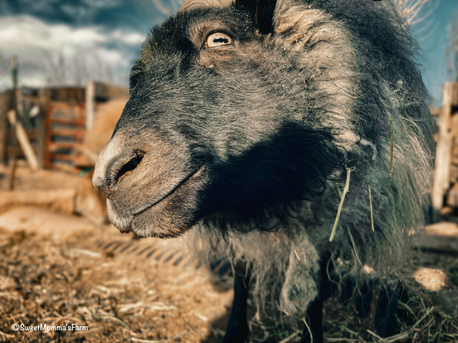 Icelandic Sheep: A Living Link to Viking Heritage - Sweet Momma's Farm