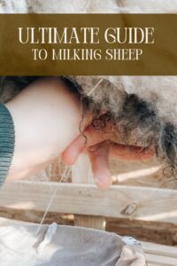 The Ultimate Guide to Milking Sheep - Sweet Momma's Farm